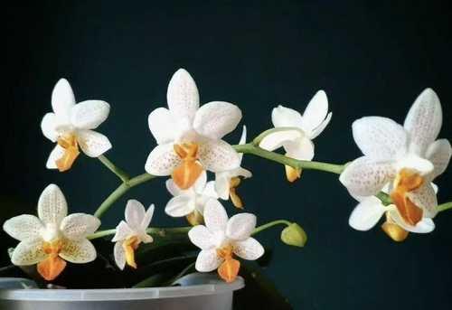 Орхидея фаленопсис Мини Марк