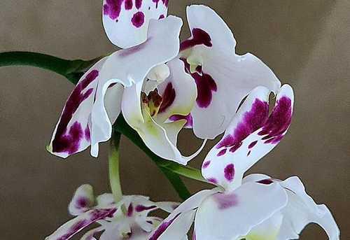 Орхидея фаленопсис бабочка трилипс