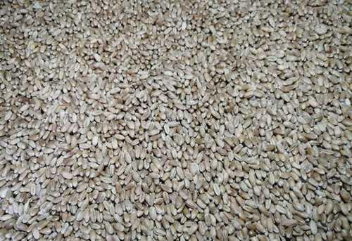 Семена озимой пшеницы Барыня рс2