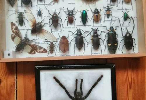 Экзотические насекомые