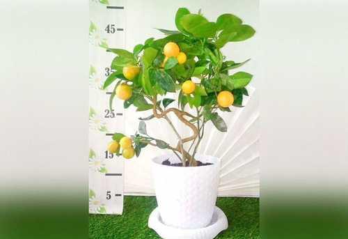 Цитрус мандарин с плодами