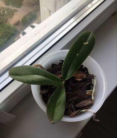 Орхидея фаленопсис детка 3 шт