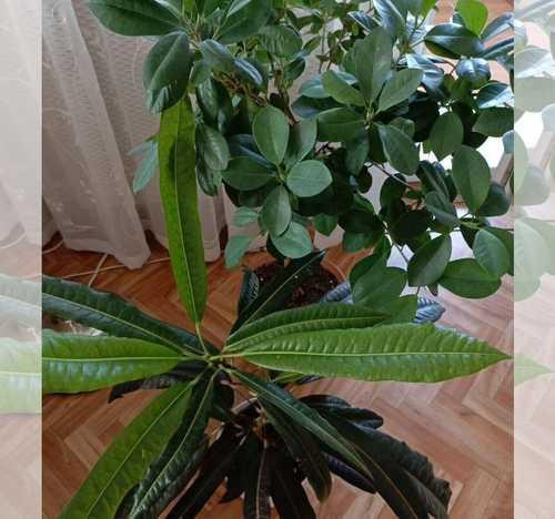 Кротон королева Виктория и фикус Мокламе