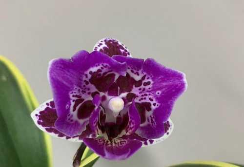 Phal. Chia E Yenlin variegata (бабочка)