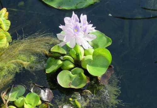 Эйхорния-водный гиацинт в аквариум,пруд,декор