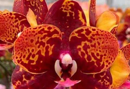 Орхидея Phal. GC Reyoung Lava