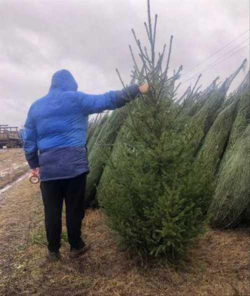 Ель с питомника \ опт