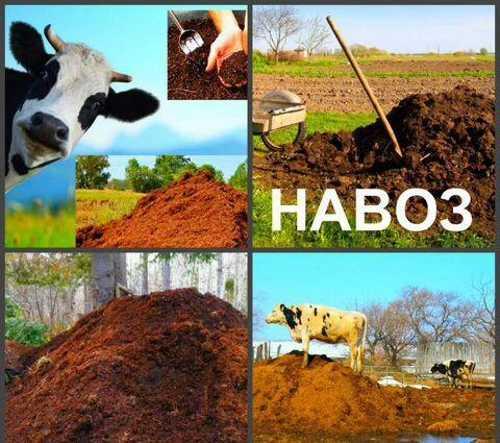 Навоз коровий в мешках