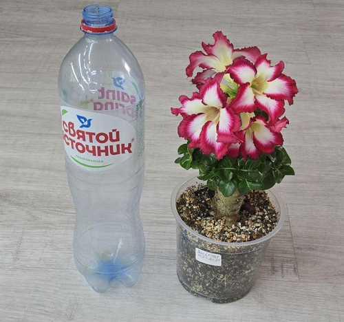 Адениум мини
