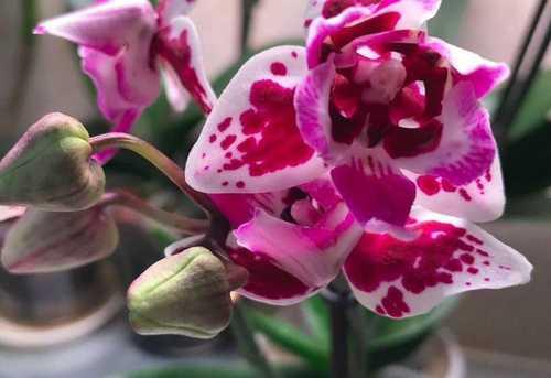 Орхидея фаленопсис цветущее домашнее растение
