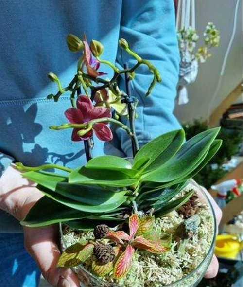 Флорариум с орхидеей (орхидариум) размер S