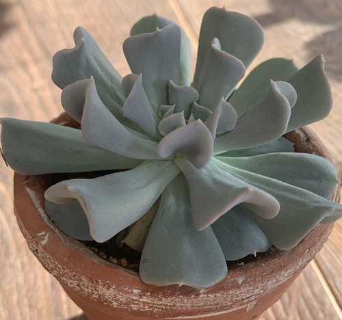 Суккулент Echeveria Topsy Turvy