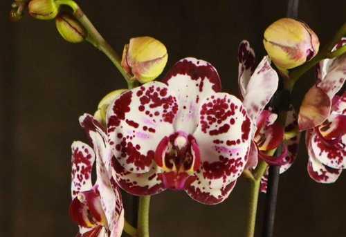 Орхидея Фаленопсис Chain Xen Pearl 2 ст