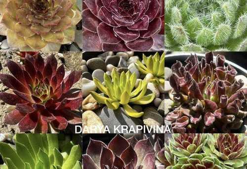 Sempervivum