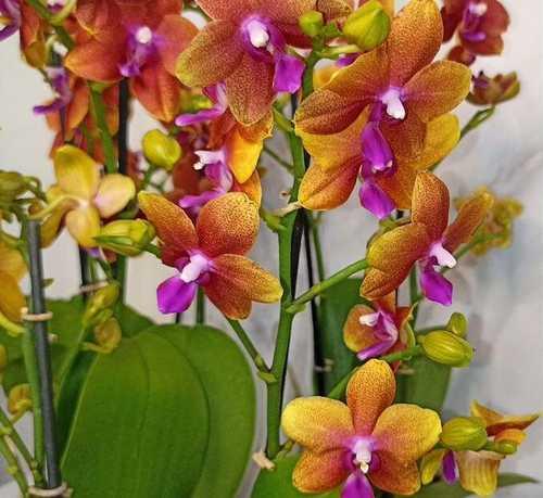 Орхидея фаленопсис Бронзовый Будда арома