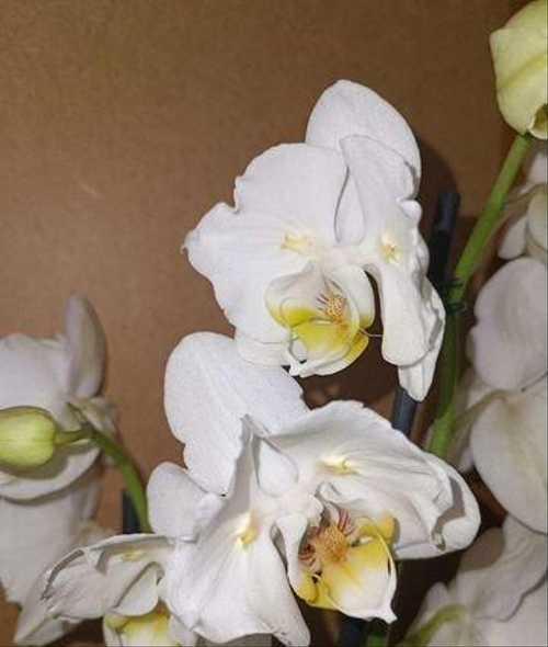 Орхидея фаленопсис бабочка белая Ноттингем