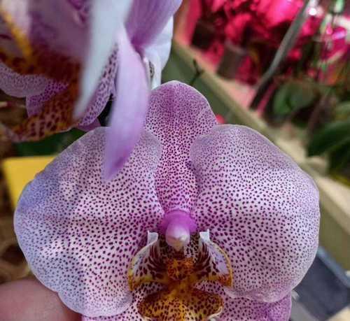 Орхидея Манхеттен