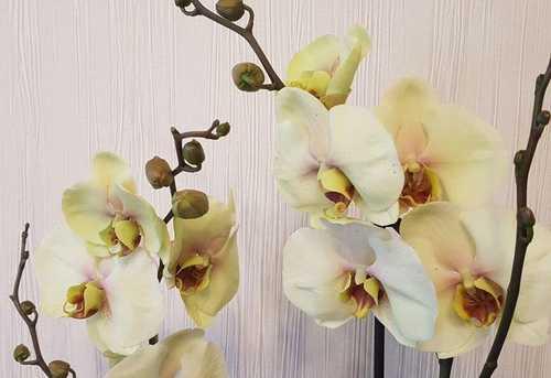 Орхидеи Falenopsis (крупноцветковые)