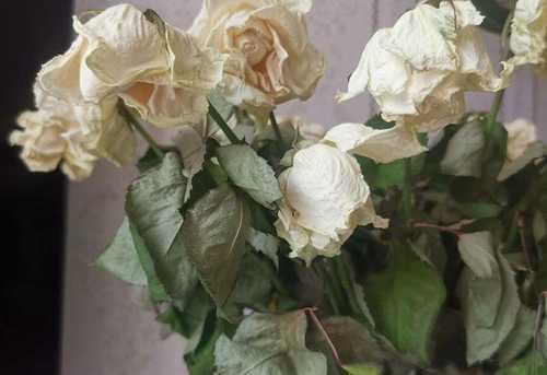 Сухие цветы белые розы