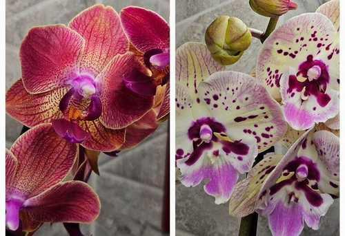 Орхидея фаленопсис биг лип, Мария Тереза