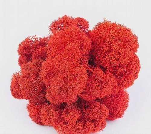 Стабилизированный мох Ягель красный 0,5 кг