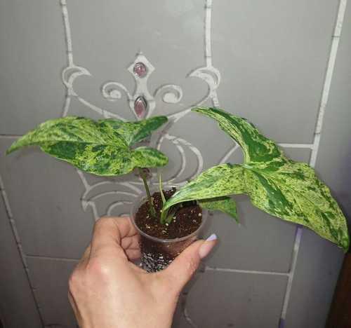 Сингониум