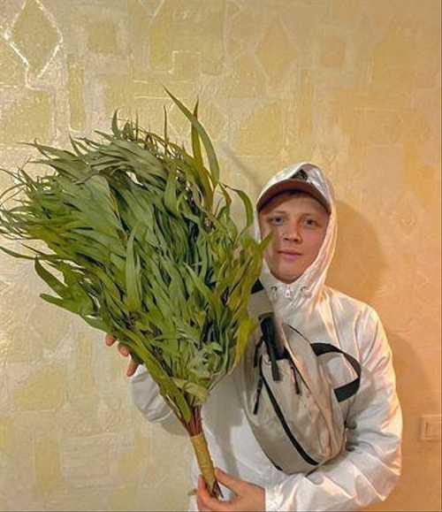 Эвкалипт из Абхазии
