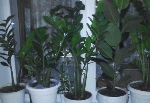 Взрослые комнатные растения в горшках