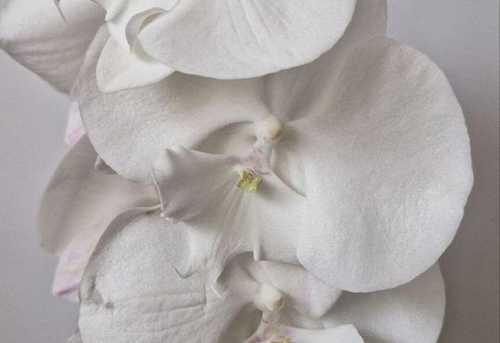 Орхидея белый биглип