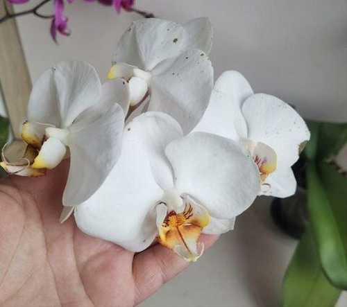 Орхидея фаленопсис цветущая алабастер