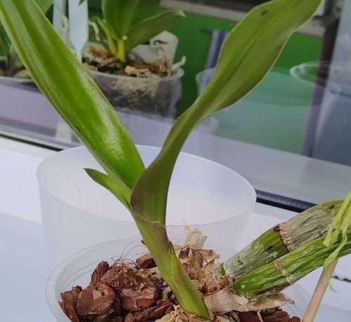 Каттлея орхидея