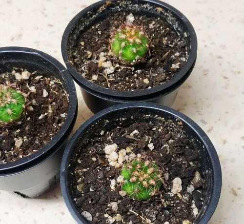 Кактус Gymnocalycium bruchii (Гимнокалициум Бруха)
