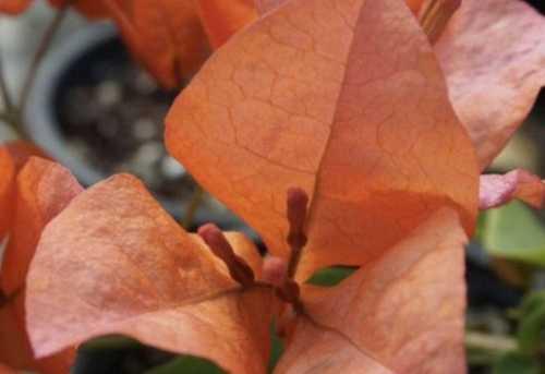 Бугенвиллия orange butterfly spot