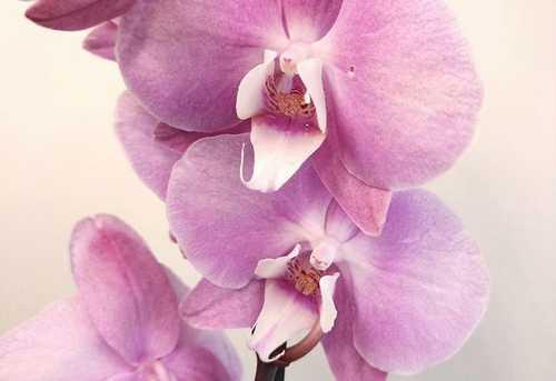 Орхидея фаленопсис Джоли / Jolie