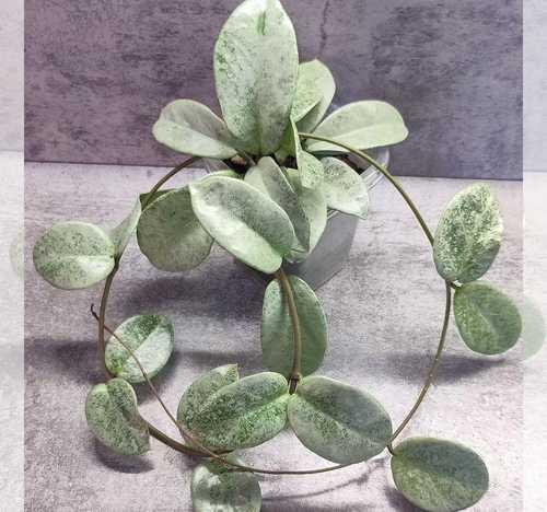 Hoya carnosa Nova Ghost (Хойя карноза Нова Хост)