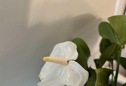 Домашние растения цветы Антуриум