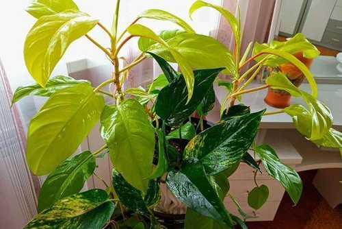 Филодендрон "Малай Голд" (Philodendron Malay Gold)