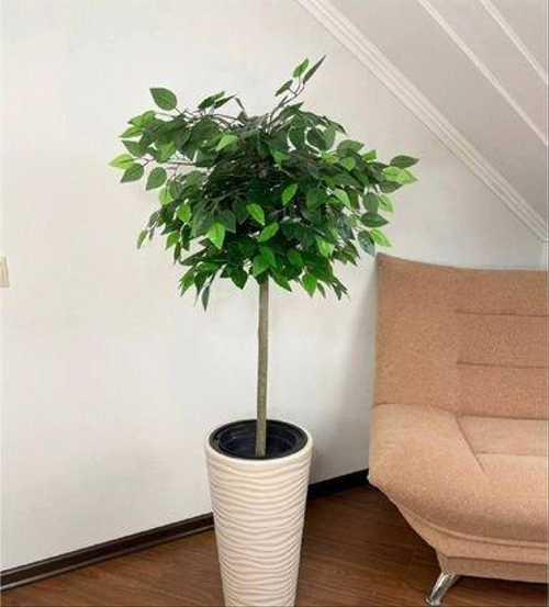 Декоративное дерево фикус для дома офиса