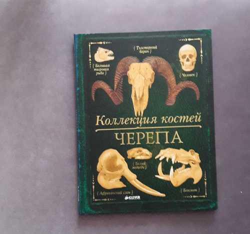 Коллекция Костей Черепа Clever