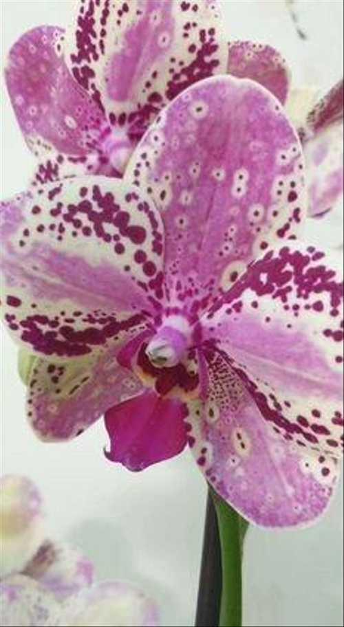 Орхидея сортовые, Фронтера Африканский закат