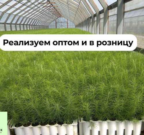 Сосна Обыкновенная Pinus sylvestris