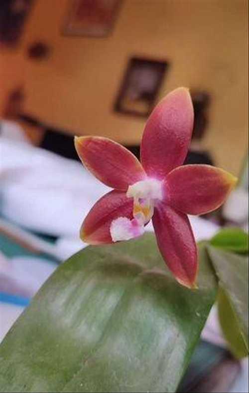 Ароматная орхидея цветет, гебрид тетрасписа