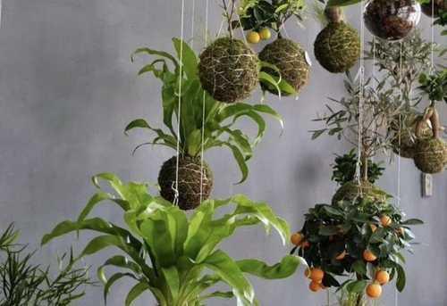 Подвесные композиции (кокедамы) с растениями