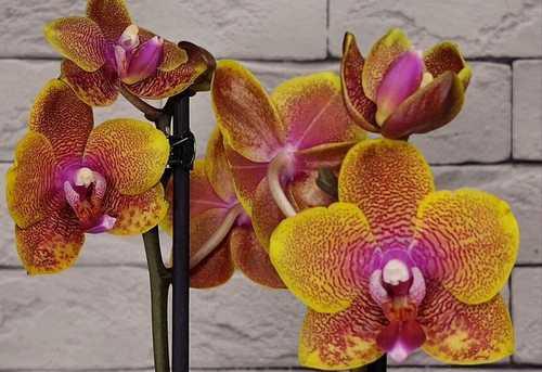 Орхидея фаленопсис Сого Лоуренс