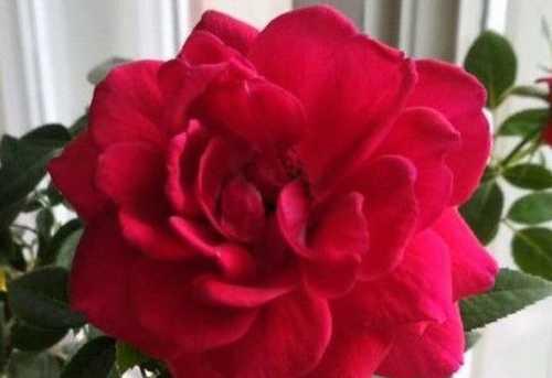 Роза Crimson комнатная ароматная саженцы