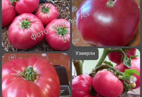 Крупноплоды.Семена сортовых томатов