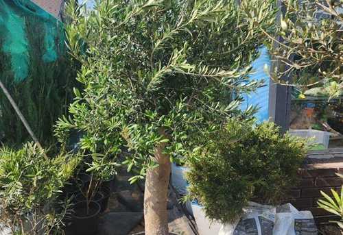 Оливковое дерево/олива для дома