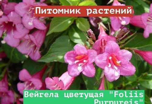 Саженцы Вейгела цветущая Foliis Purpureis