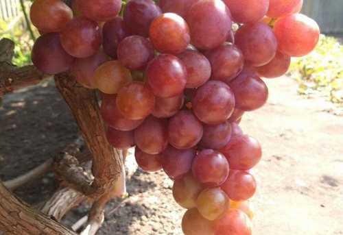 Саженцы и черенки винограда Каталог скину на вацап