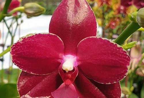 Орхидея Sogo Relex '1671'